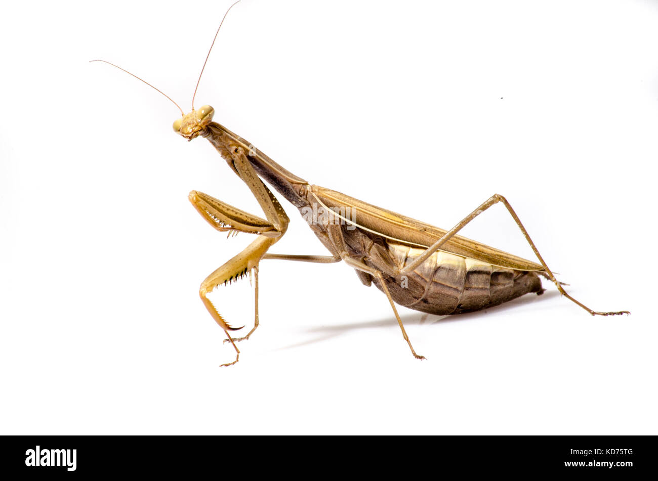 Wandering Violin Mantis, Gongylus gongylodes, in front of white ...