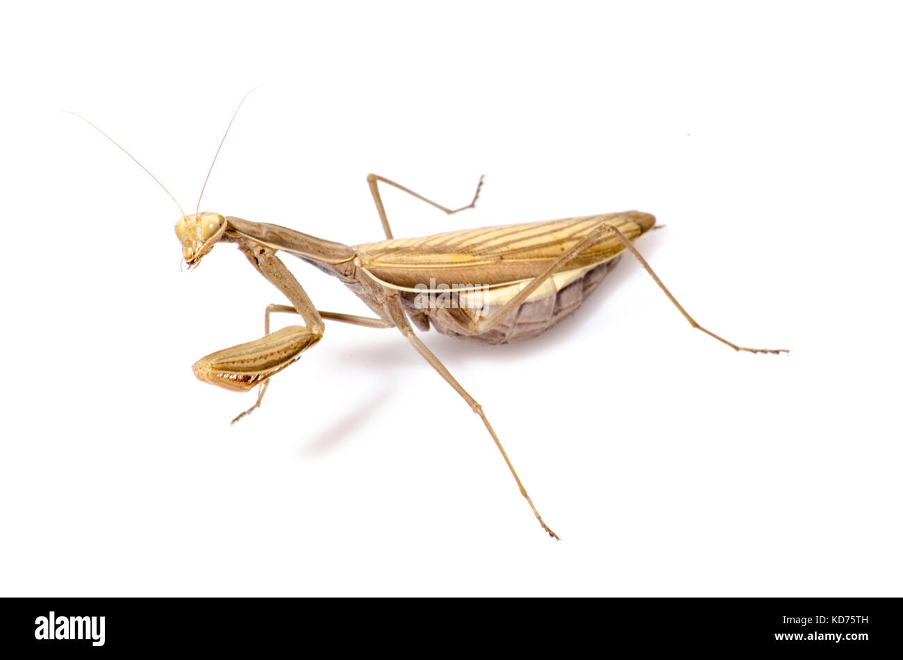 Wandering Violin Mantis, Gongylus gongylodes, in front of white ...