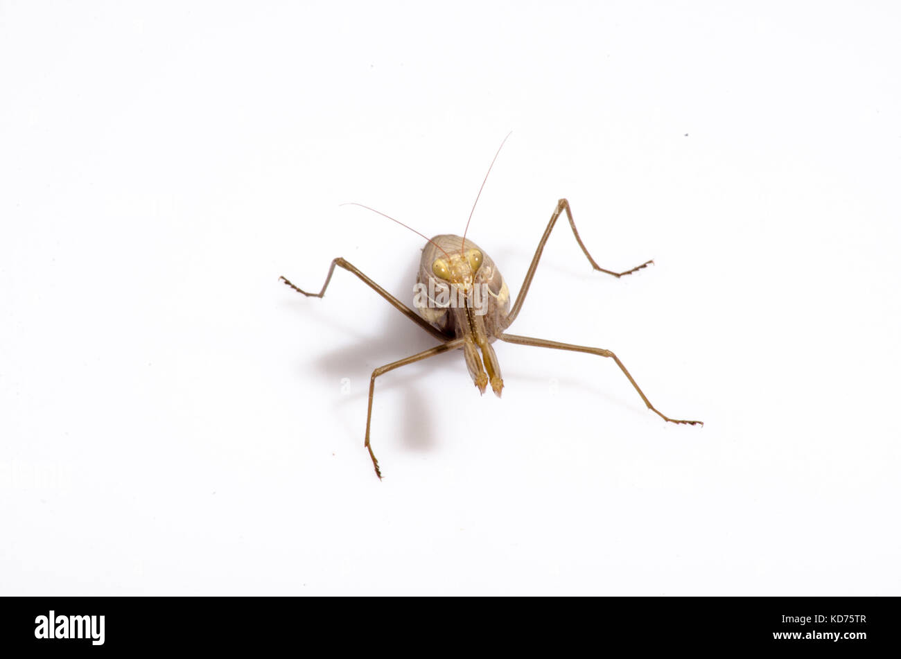 Wandering Violin Mantis, Gongylus gongylodes, in front of white ...