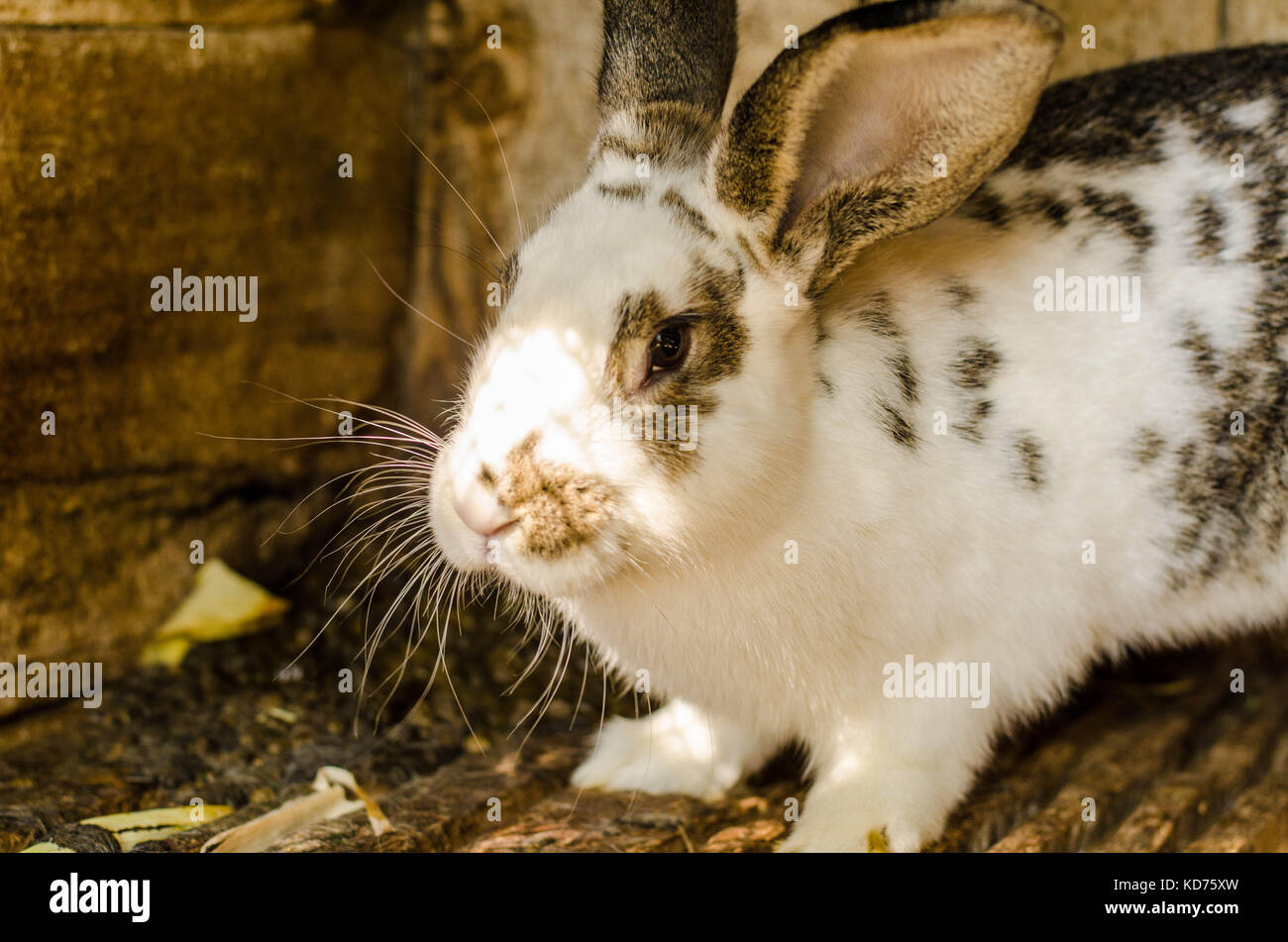 Feeding rabbits on animal farm in rabbit-hutch Stock Photo - Alamy