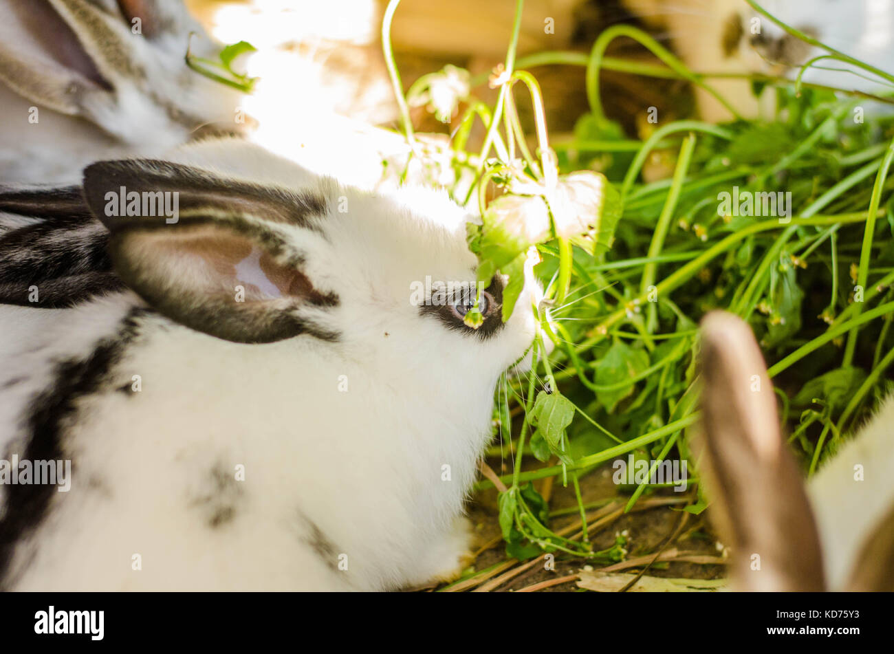 Feeding rabbits on animal farm in rabbit-hutch Stock Photo - Alamy