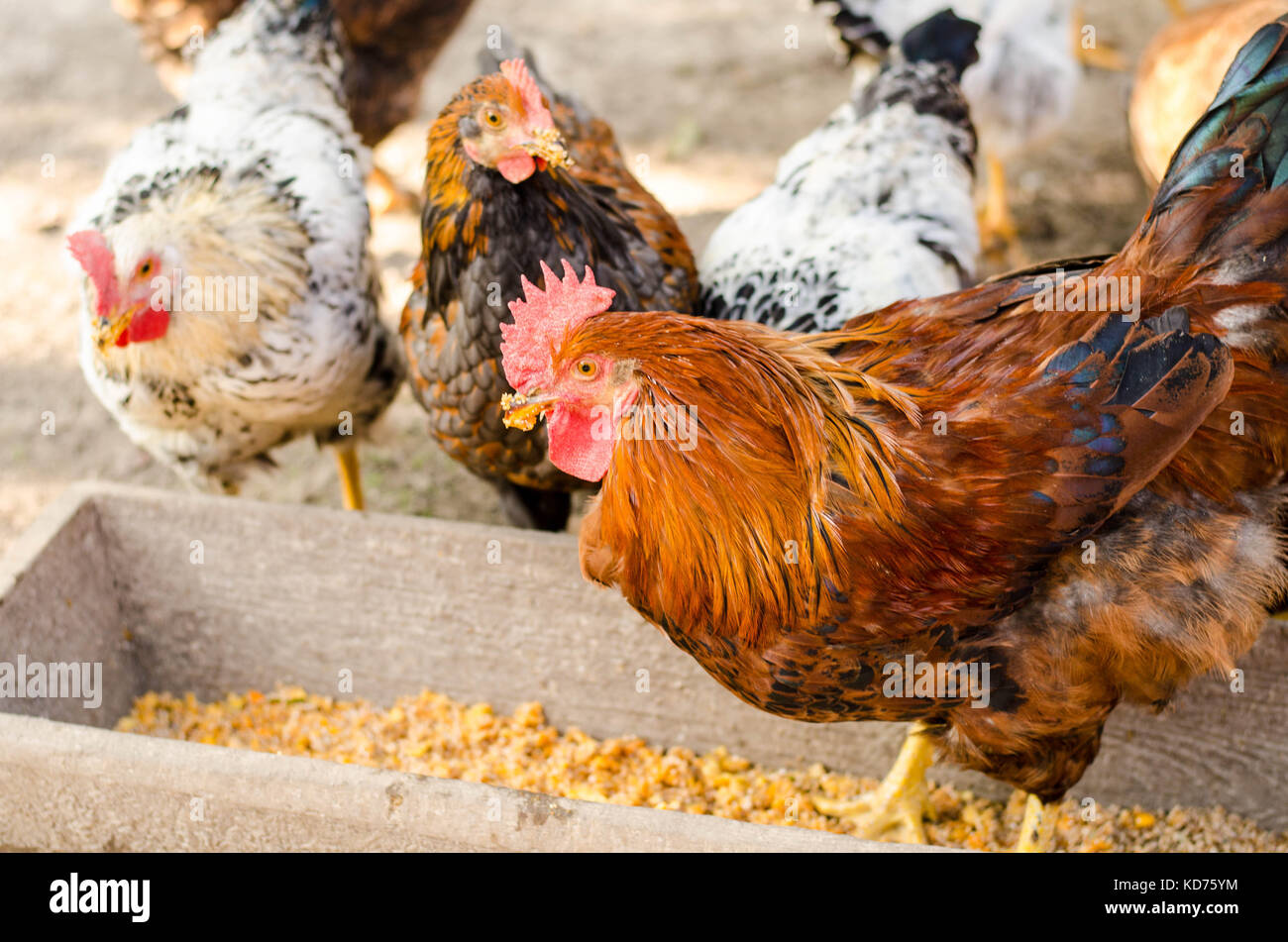 Animal trough and garden hi-res stock photography and images - Alamy
