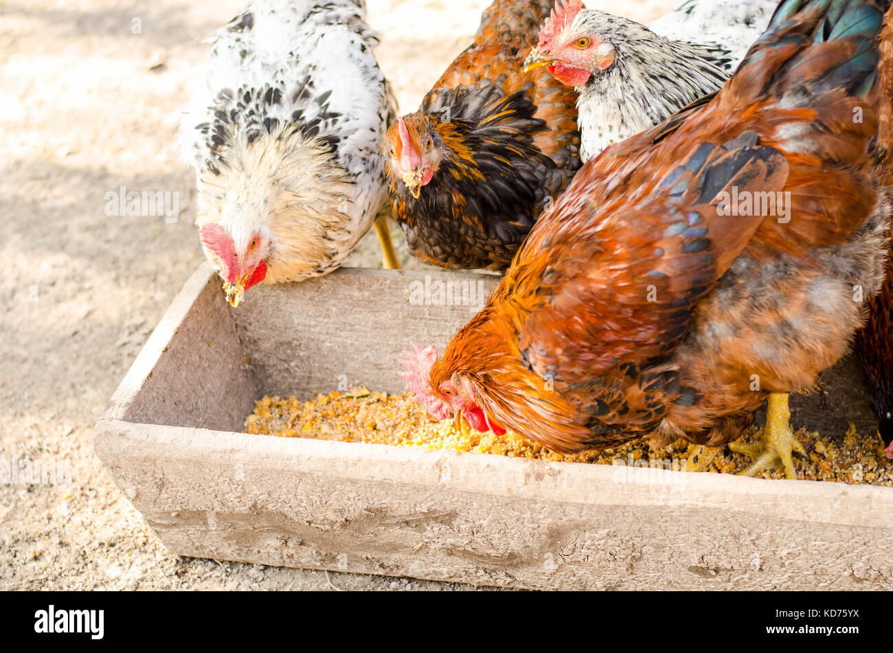 brown chicken eating from a trough Stock Photo - Alamy