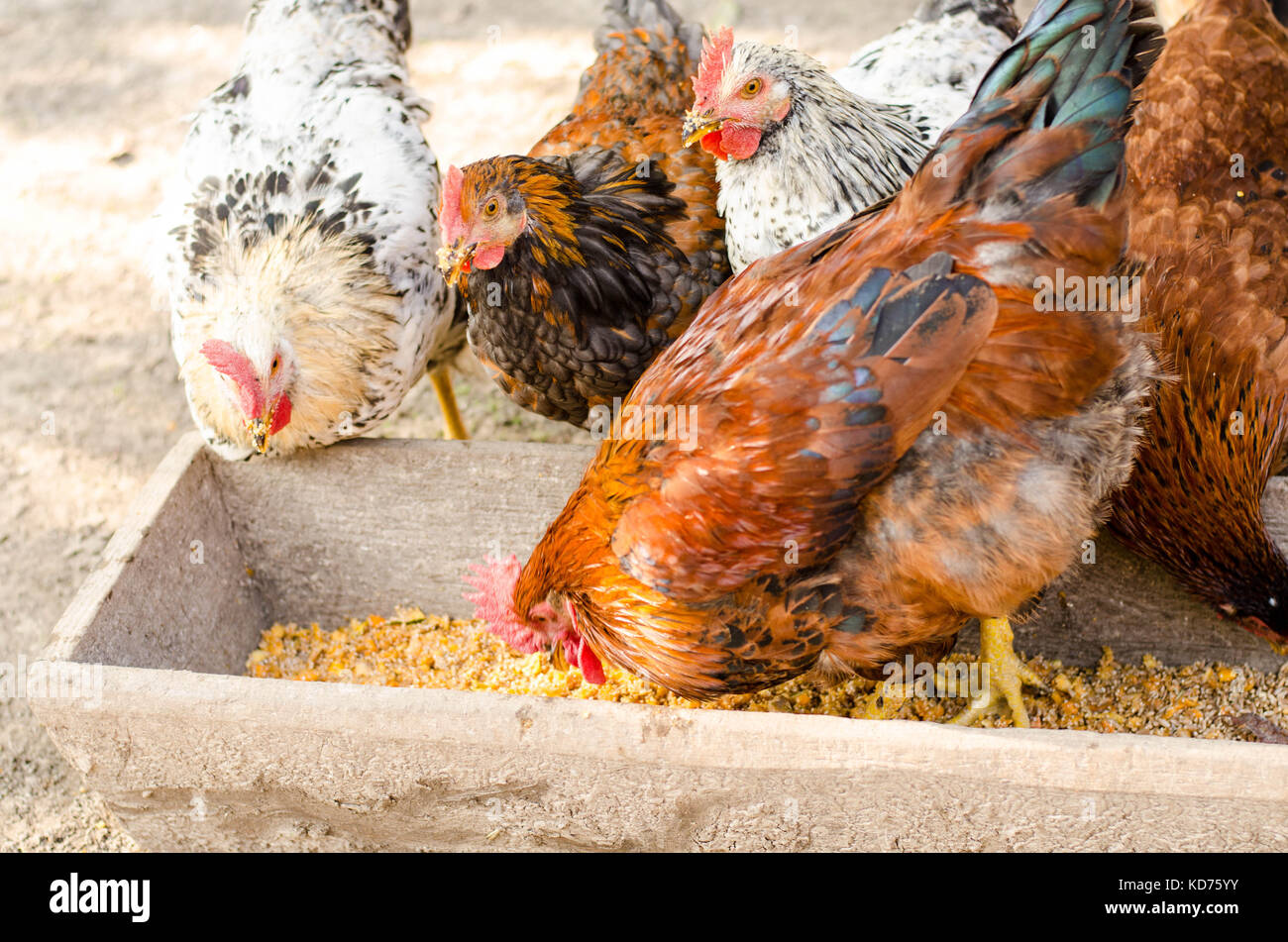 Adult Chicken Studio High Resolution Stock Photography and Images - Alamy