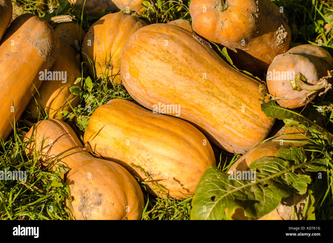 Pumpkin texture hi-res stock photography and images - Alamy