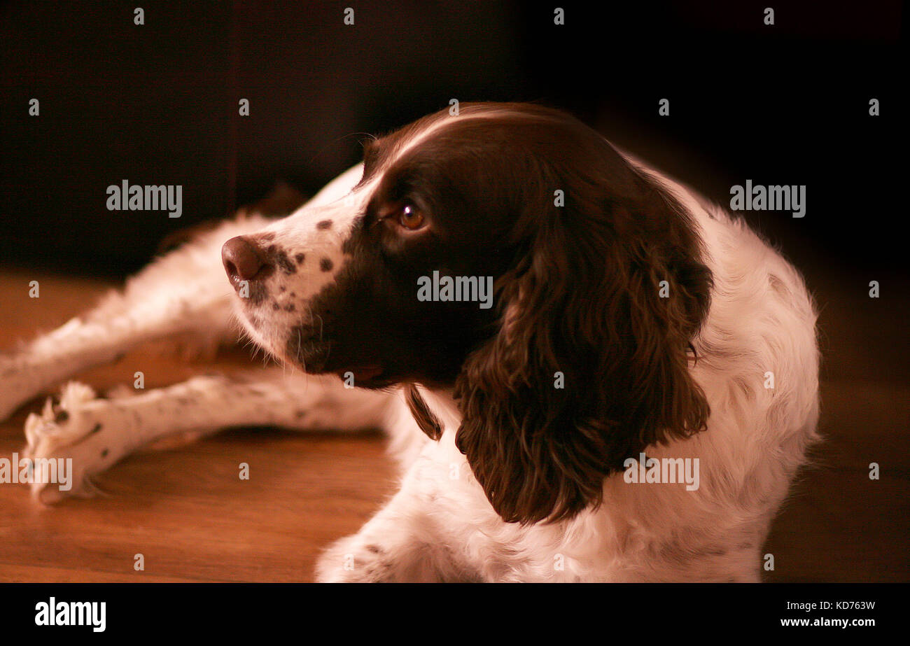 Springer spaniel and owner hi-res stock photography and images - Alamy
