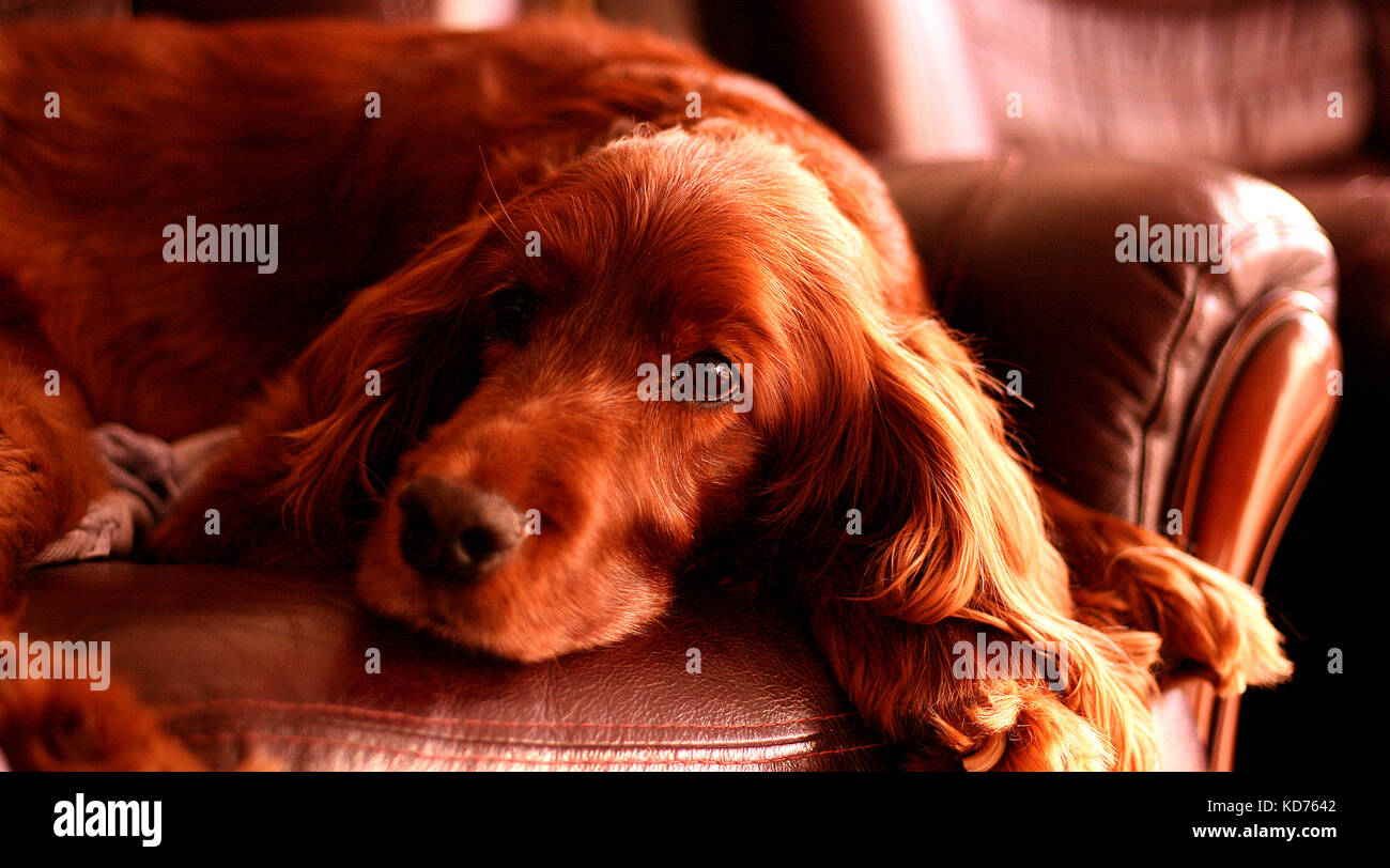 Portrait of an adorable red setter dog on a brown leather settee ...