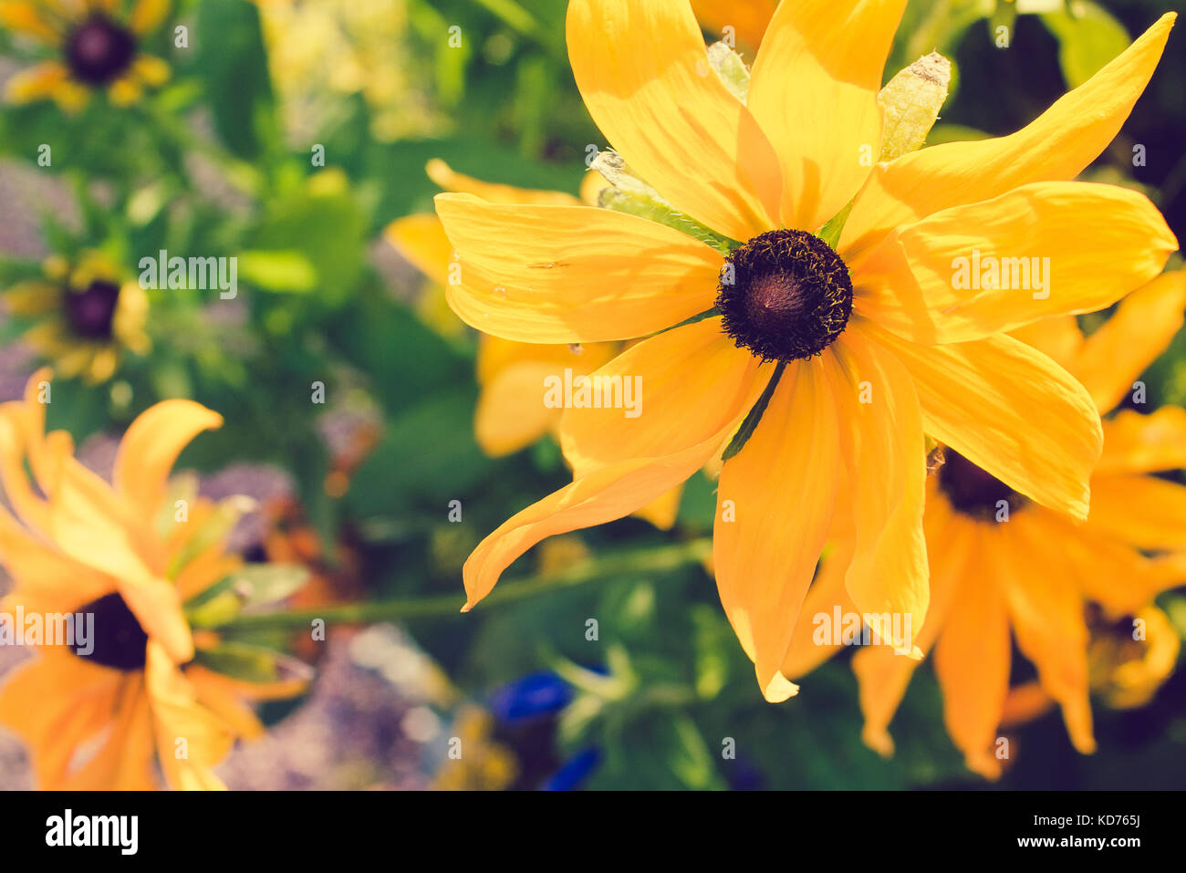 Yellow Rudbeckia with brown centers. Also called Coneflowers, Black ...