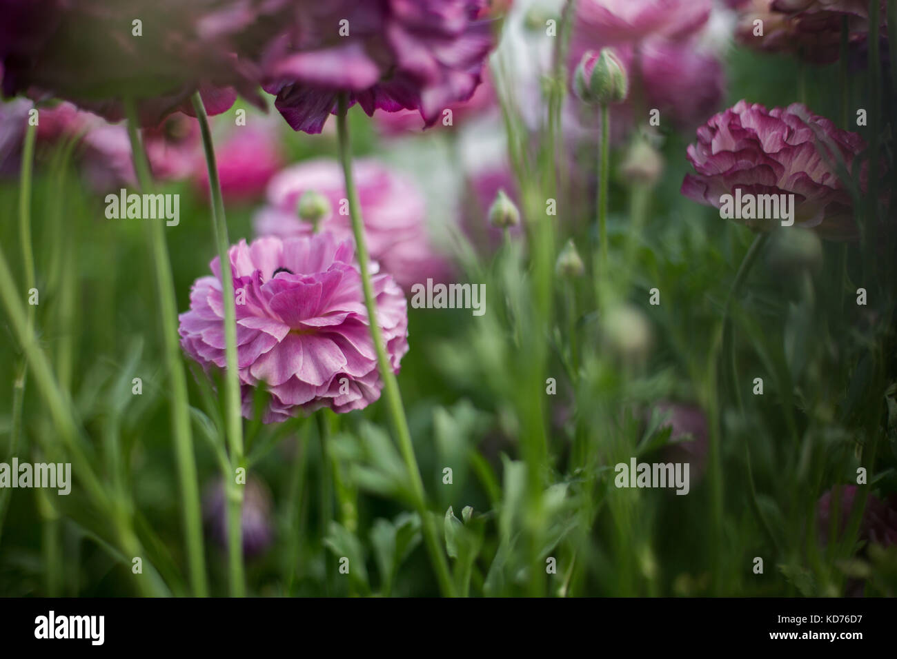 Pink ranunculus growing in a mass on a flower farm in England Stock ...
