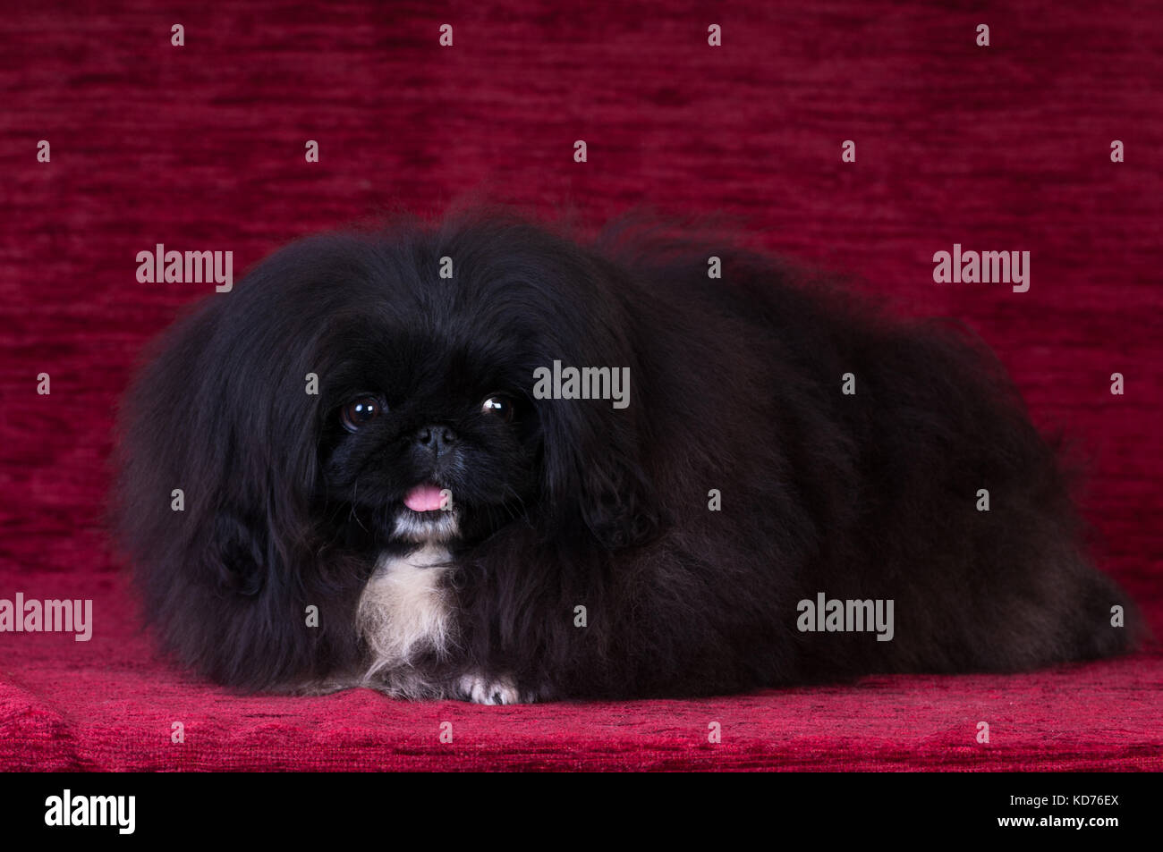 Black Pekingese puppy portrait at studio on red velvet background Stock ...