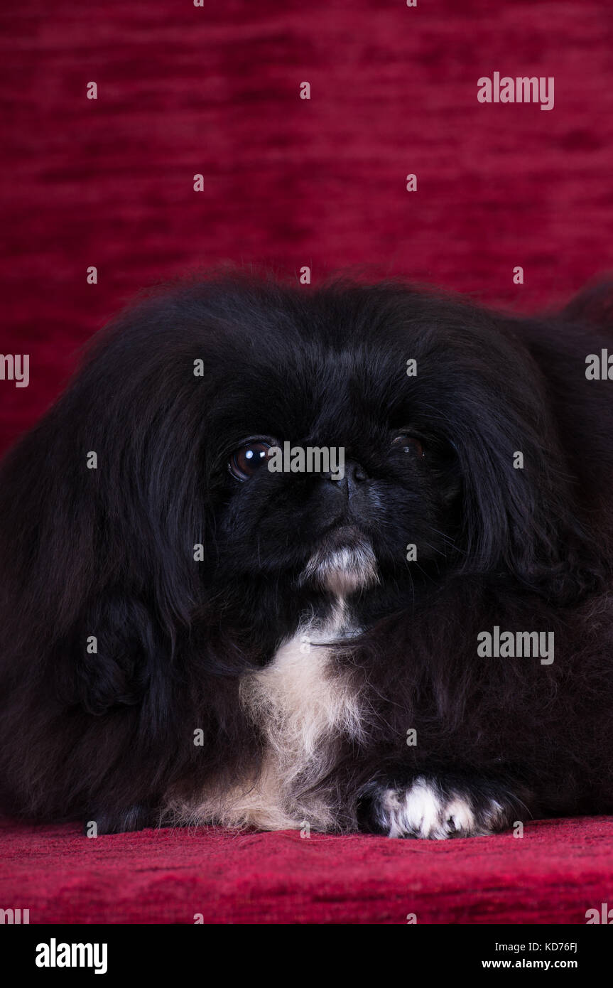 Black Pekingese puppy portrait at studio on red velvet background Stock ...