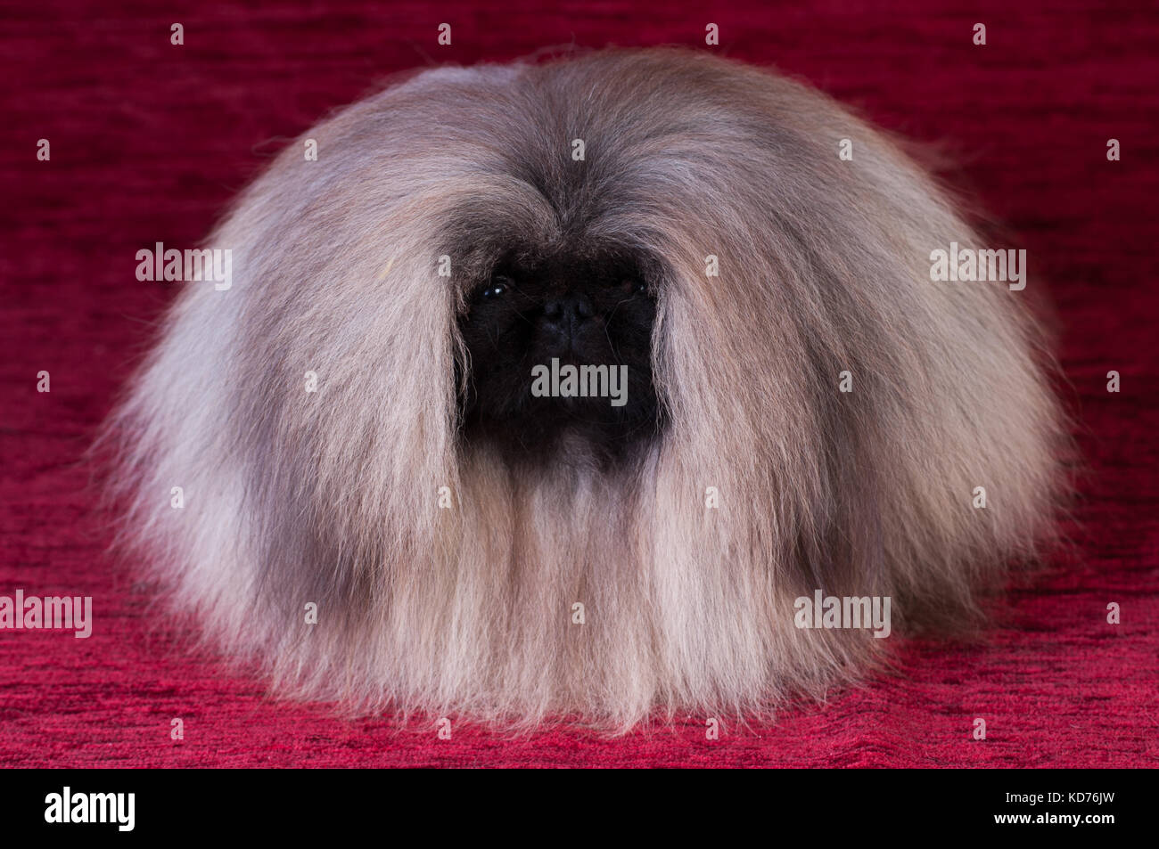 Grey with black mask Pekingese puppy portrait at studio on red velvet ...