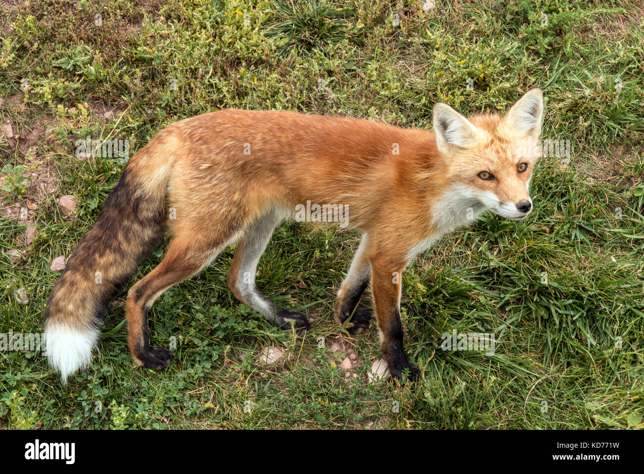 Red fox standing staring camera hi-res stock photography and images - Alamy