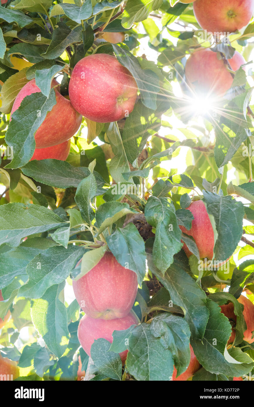 Ripe red apples on tree in autumn sunshine Stock Photo - Alamy