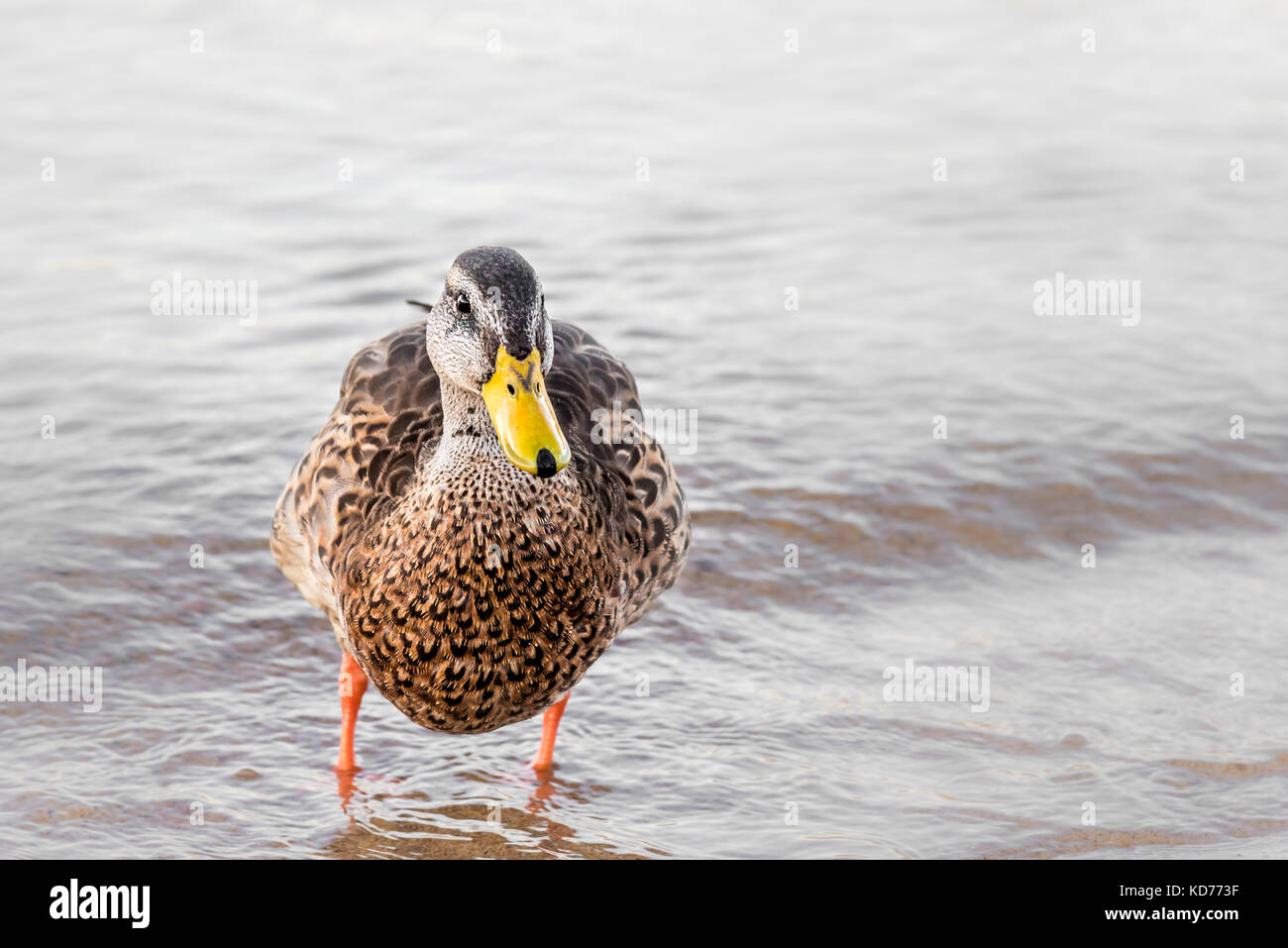 Close up portrait juvenile mallard duck standing on beach Stock Photo ...