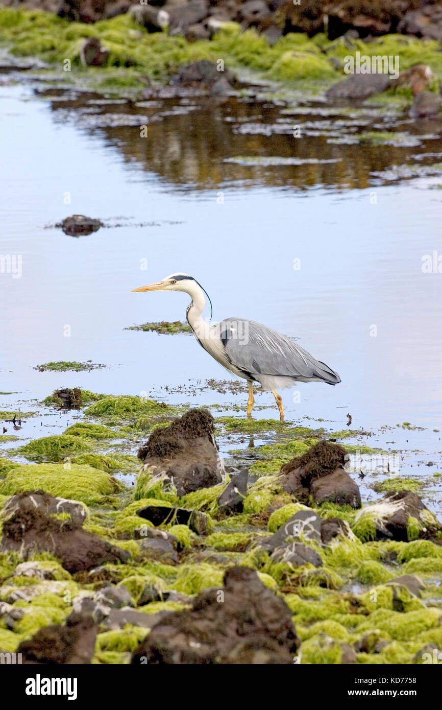 Grey heron Ardea cinerea on rocky coast at low tide Mull Scotland Stock ...