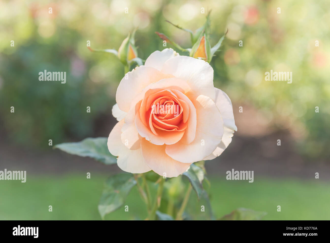Close up peach rose blooming in summer garden Stock Photo - Alamy