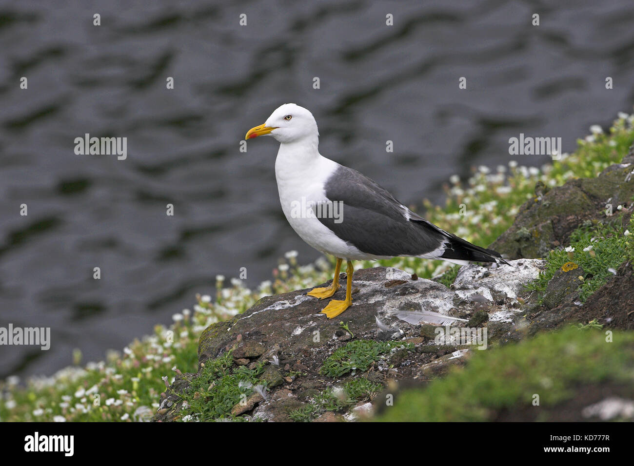 Lesser black-backed gull Larus fuscus preening Isle of May Firth of ...