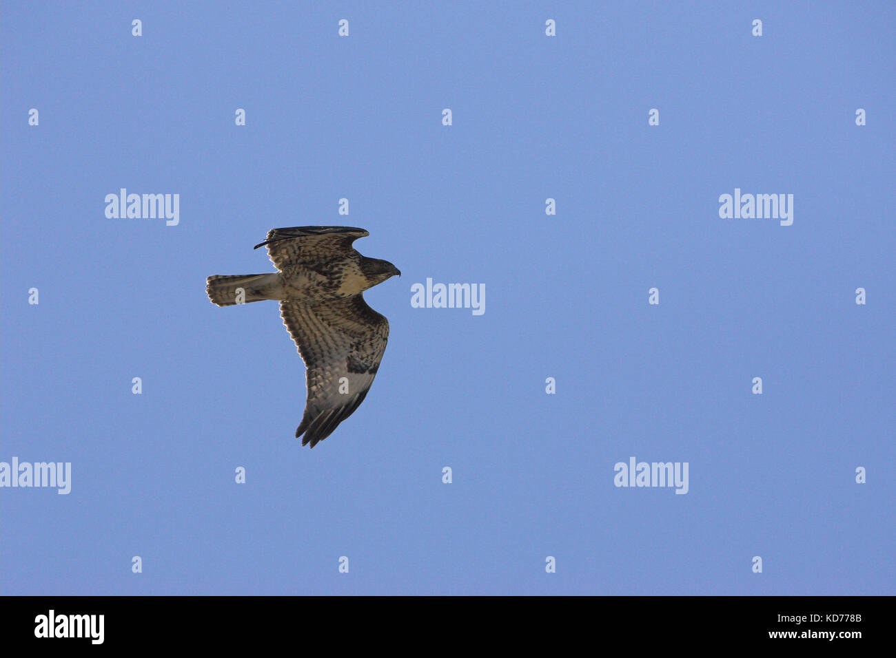 Red-tailed hawk Buteo jamaicensis in flight Bosque del Apache National ...