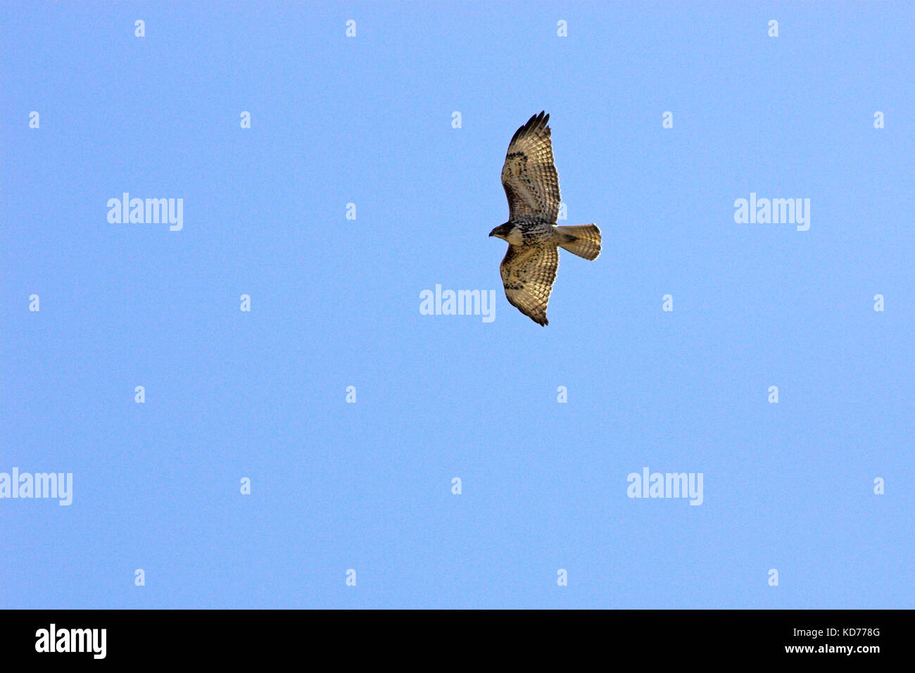 Red-tailed hawk Buteo jamaicensis in flight Bosque del Apache National ...