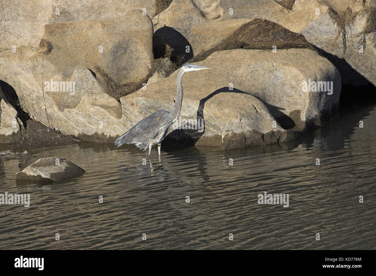 Great blue heron Ardea herodias beside the Rio Grande River Elephant ...