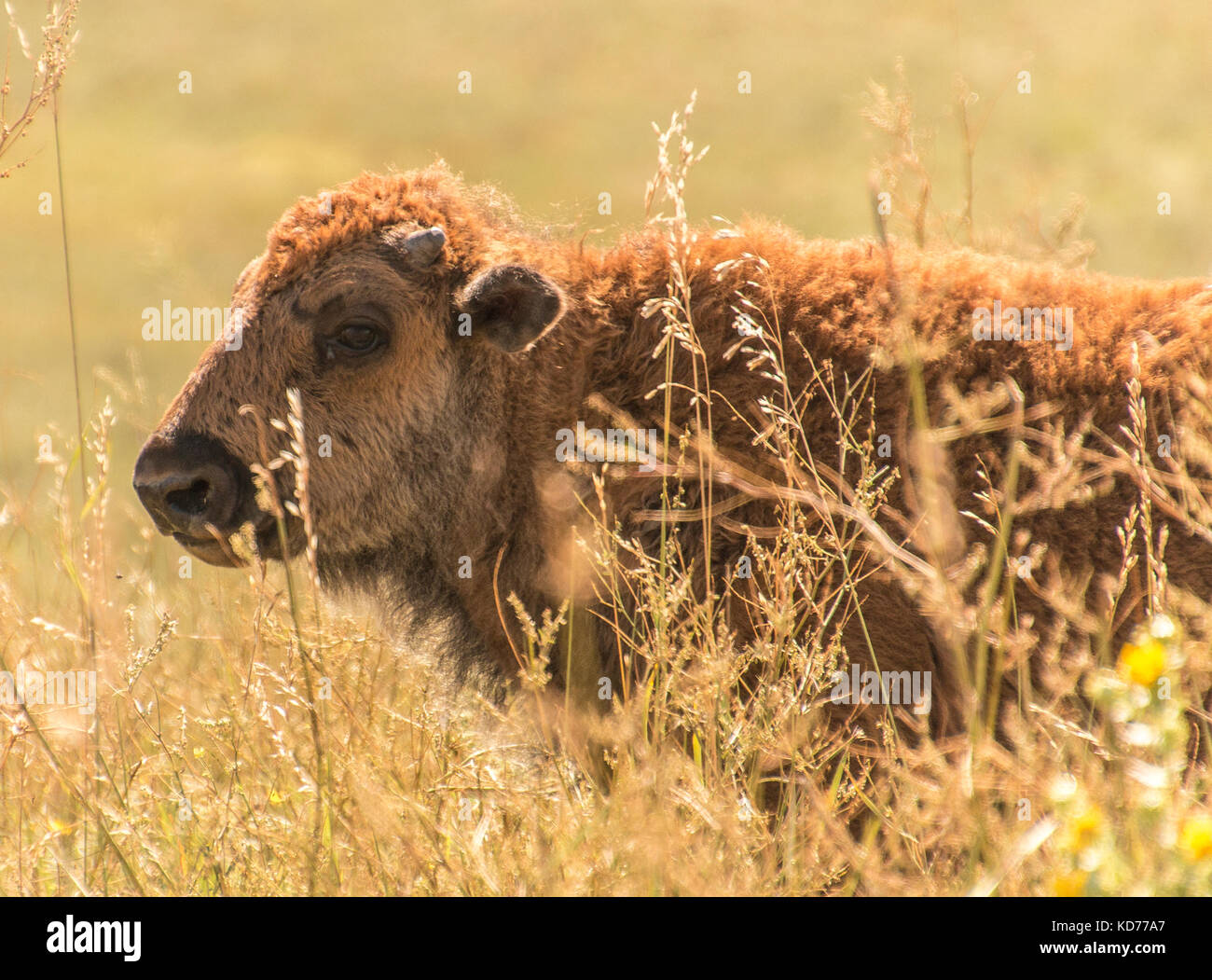 A buffalo calf in Custer State Park, South Dakota Stock Photo - Alamy