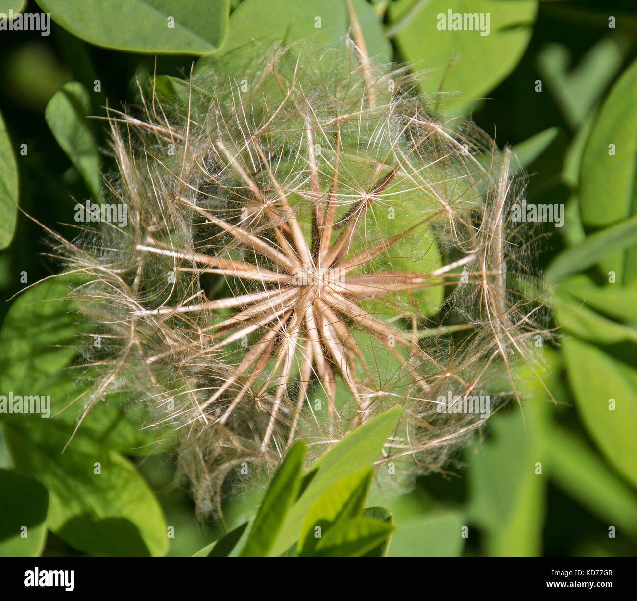 A fluffy plant in Minnesota Stock Photo - Alamy