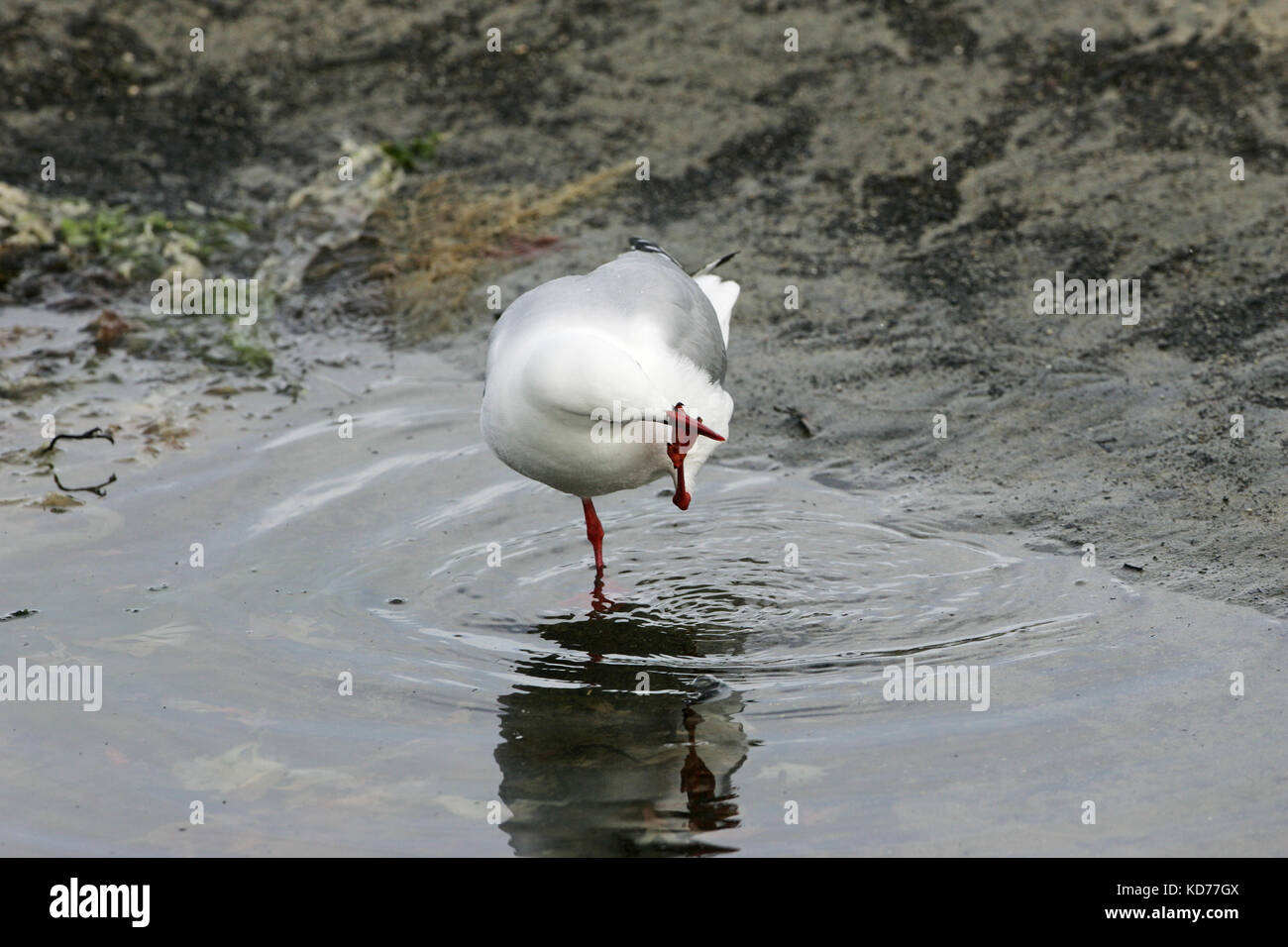 Red-billed gull Larus novaehollandiae on beach Stewart Island New ...