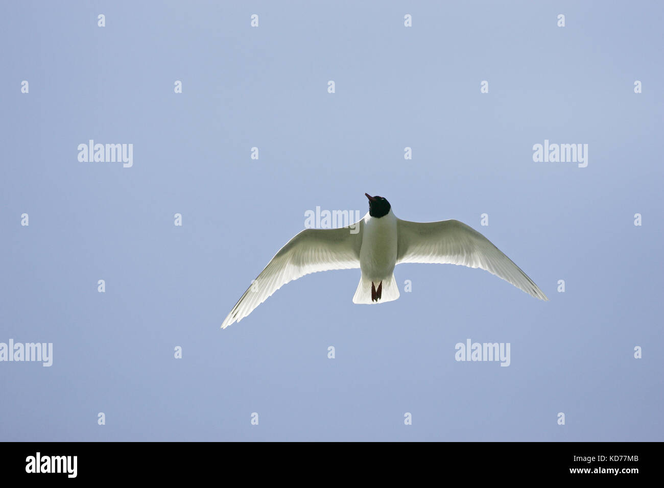 Mediterranean gull Larus melanocephalus in flight Italy Stock Photo - Alamy