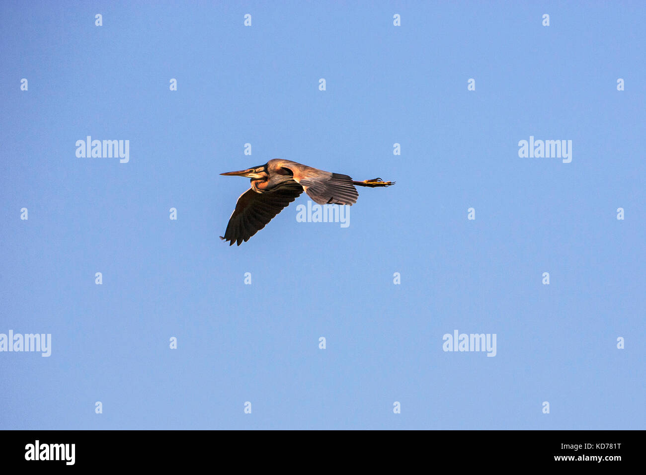 Purple heron Ardea purpurea in flight near Tiszaalpar Kiskunsag ...