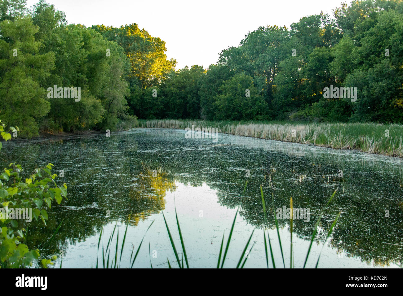 Cottonwood floating on the top of a reflective pond in Minnesota Stock ...
