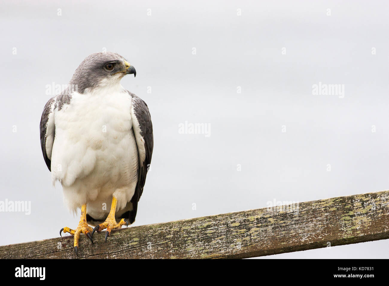 Variable hawk Buteo polyosama perched on part of a fence Darwin East ...