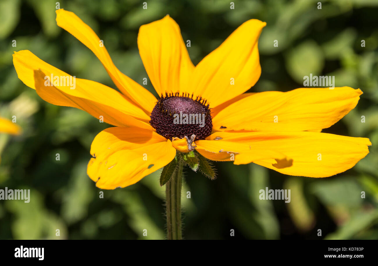A close-up of a yellow flower in Minnesota Stock Photo - Alamy