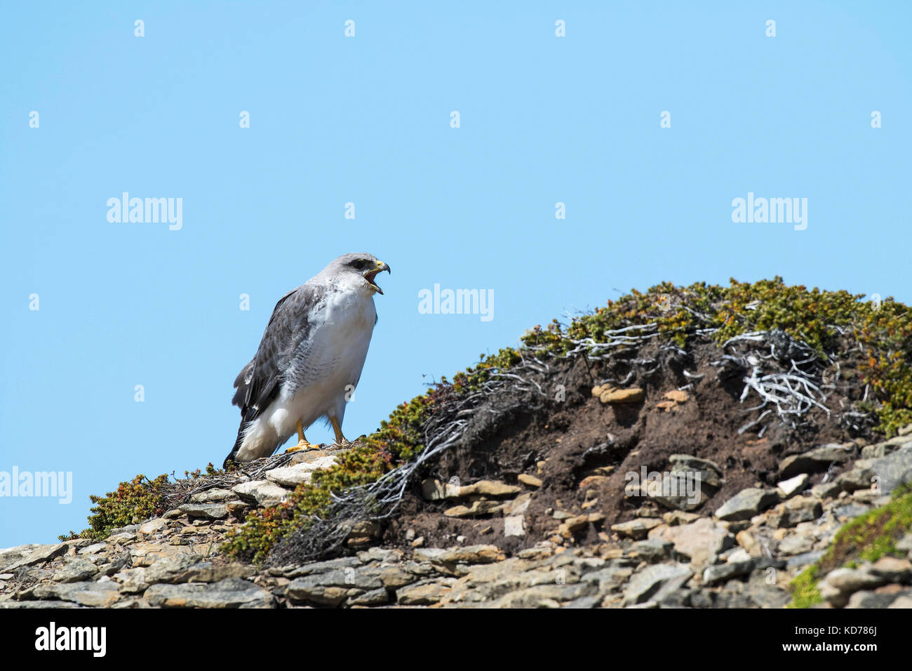 Variable hawk Buteo polyosoma perched on a rock Saunders Island ...