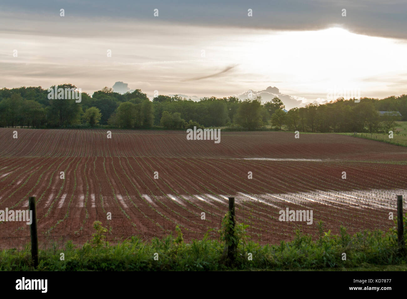 On field fields meadow land hi-res stock photography and images - Alamy