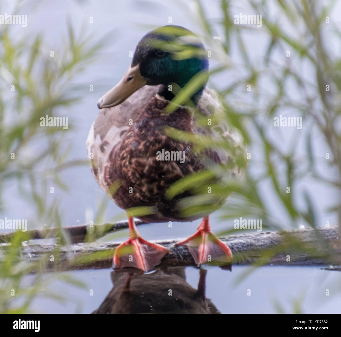 A duck standing on a partially submerged log in Minnesota Stock Photo ...