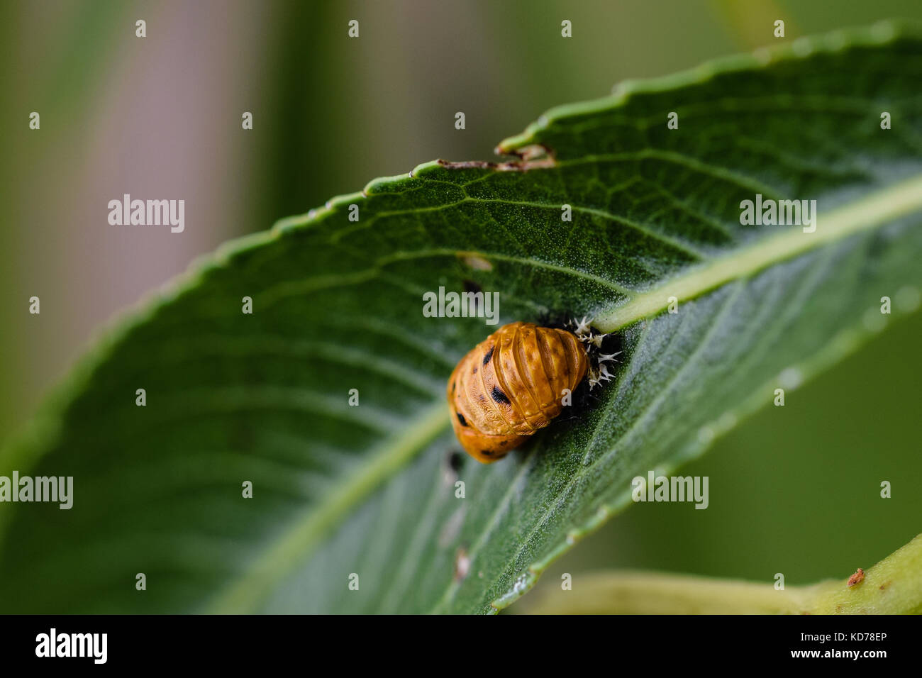 Ladybird nymph hi-res stock photography and images - Alamy