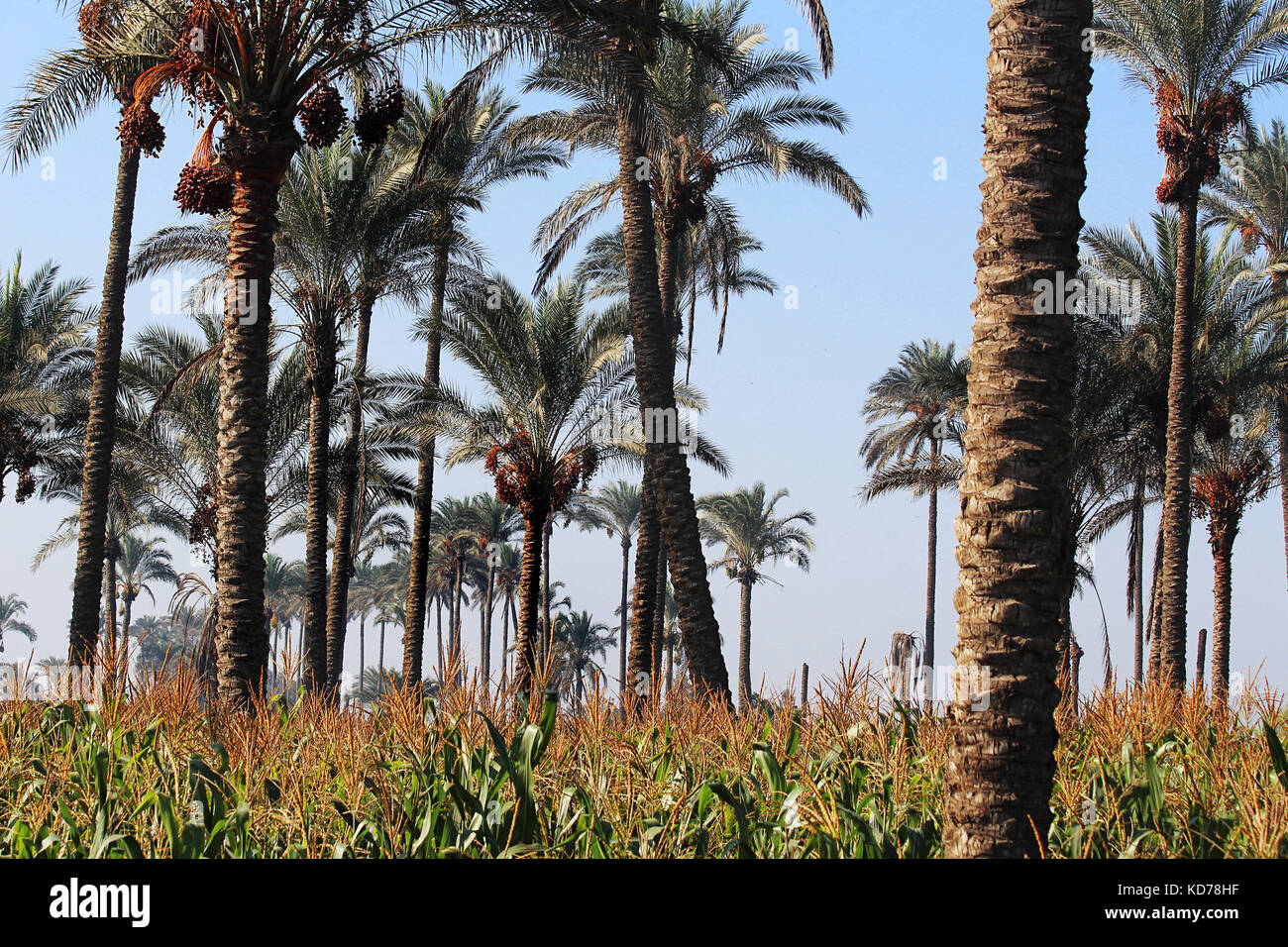 Nature Scenery, Palm Trees Field, Egyptian Country Stock Photo - Alamy
