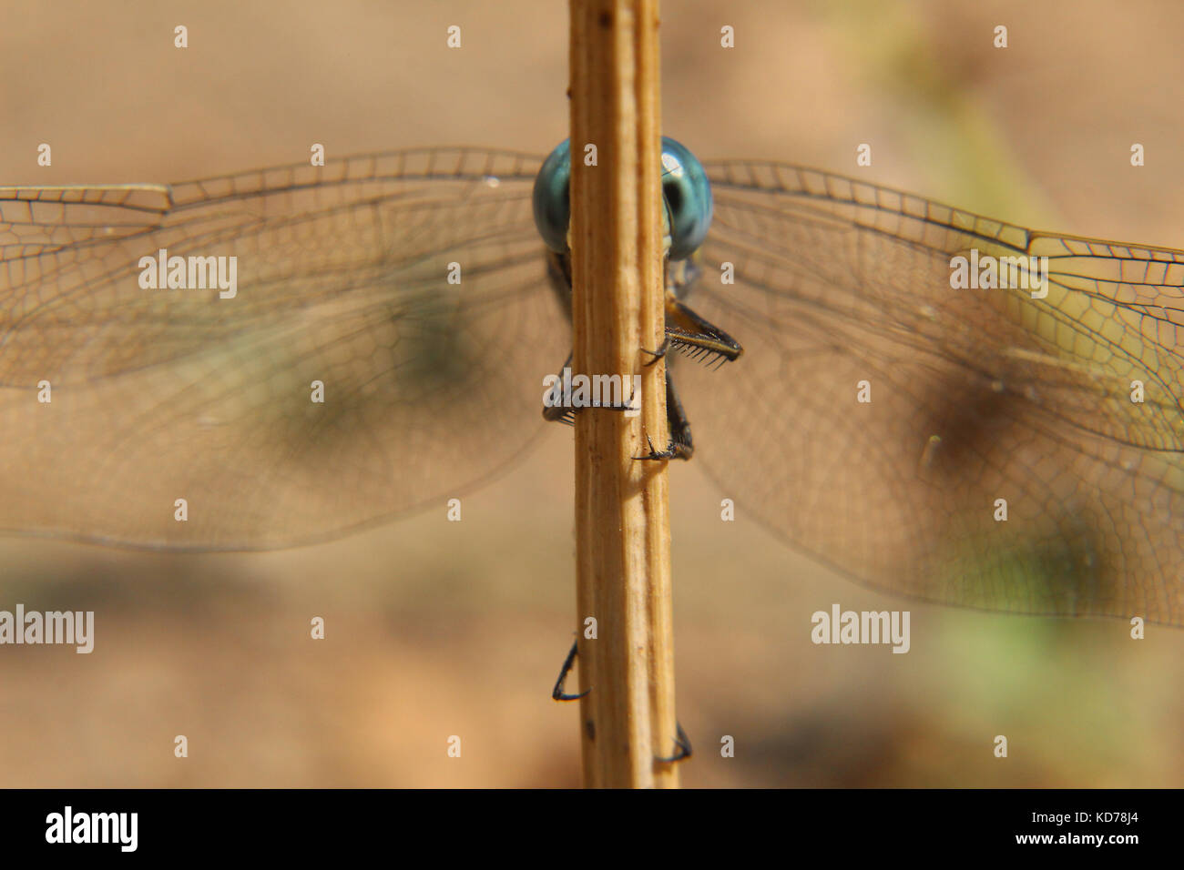 Closeup of shy dragonfly hiding behind yellow stick Stock Photo - Alamy