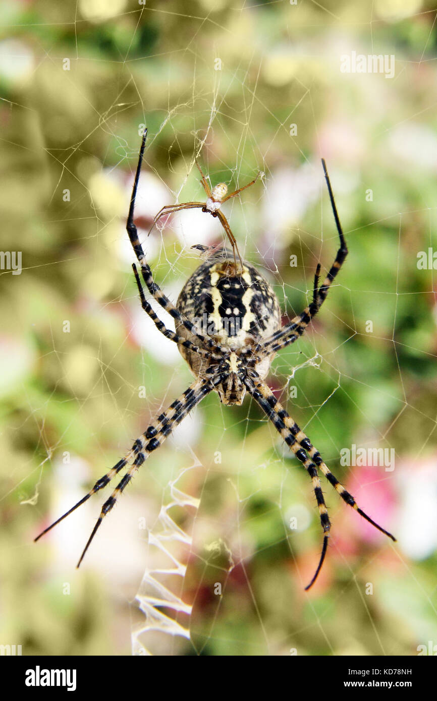 Male and Female Banded-Garden Spider, Spiders Stock Photo - Alamy