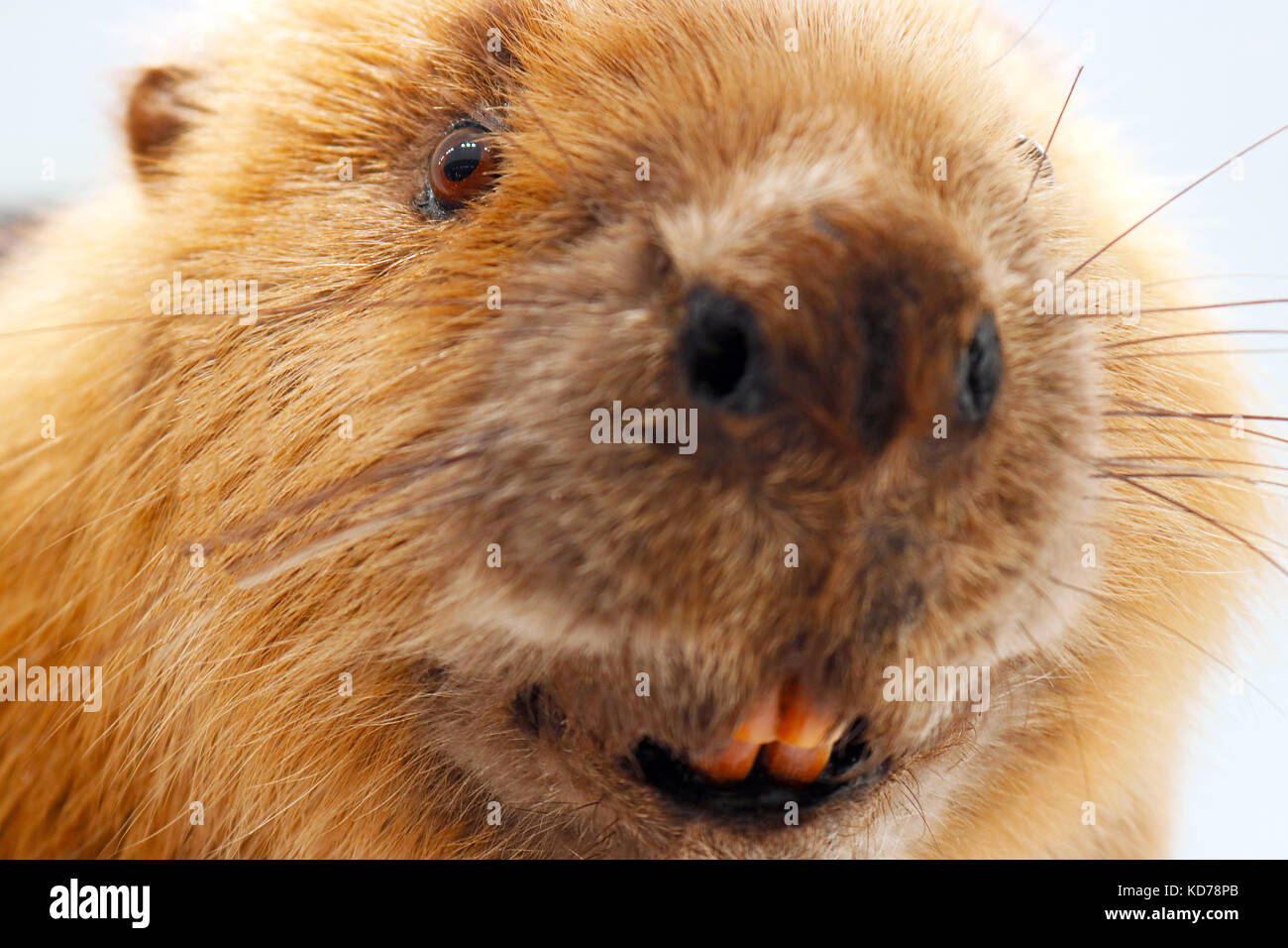 Beaver Face Stock Photos & Beaver Face Stock Images - Alamy