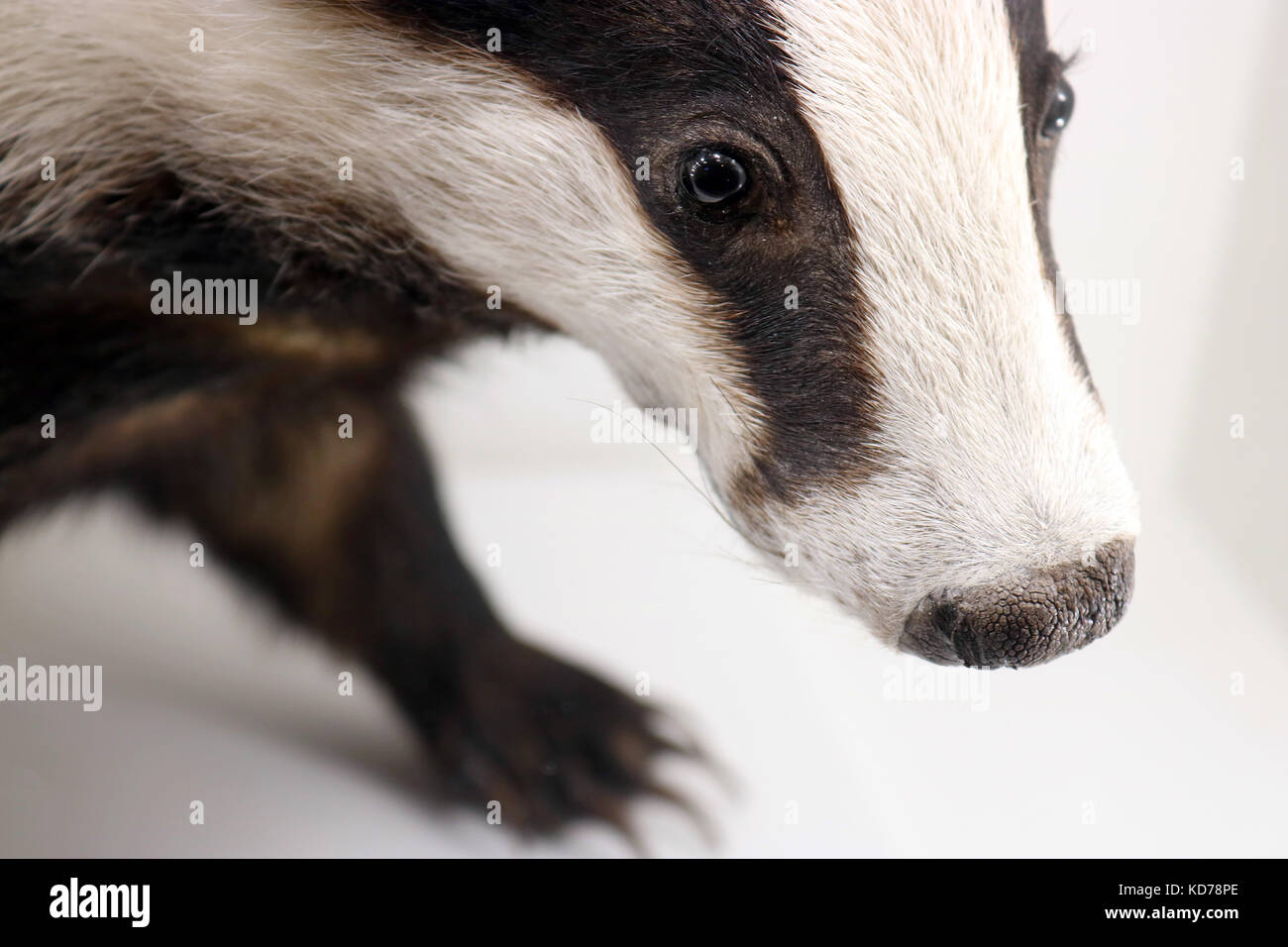 head of a stuffed badger taxidermy in front of a white background Stock ...