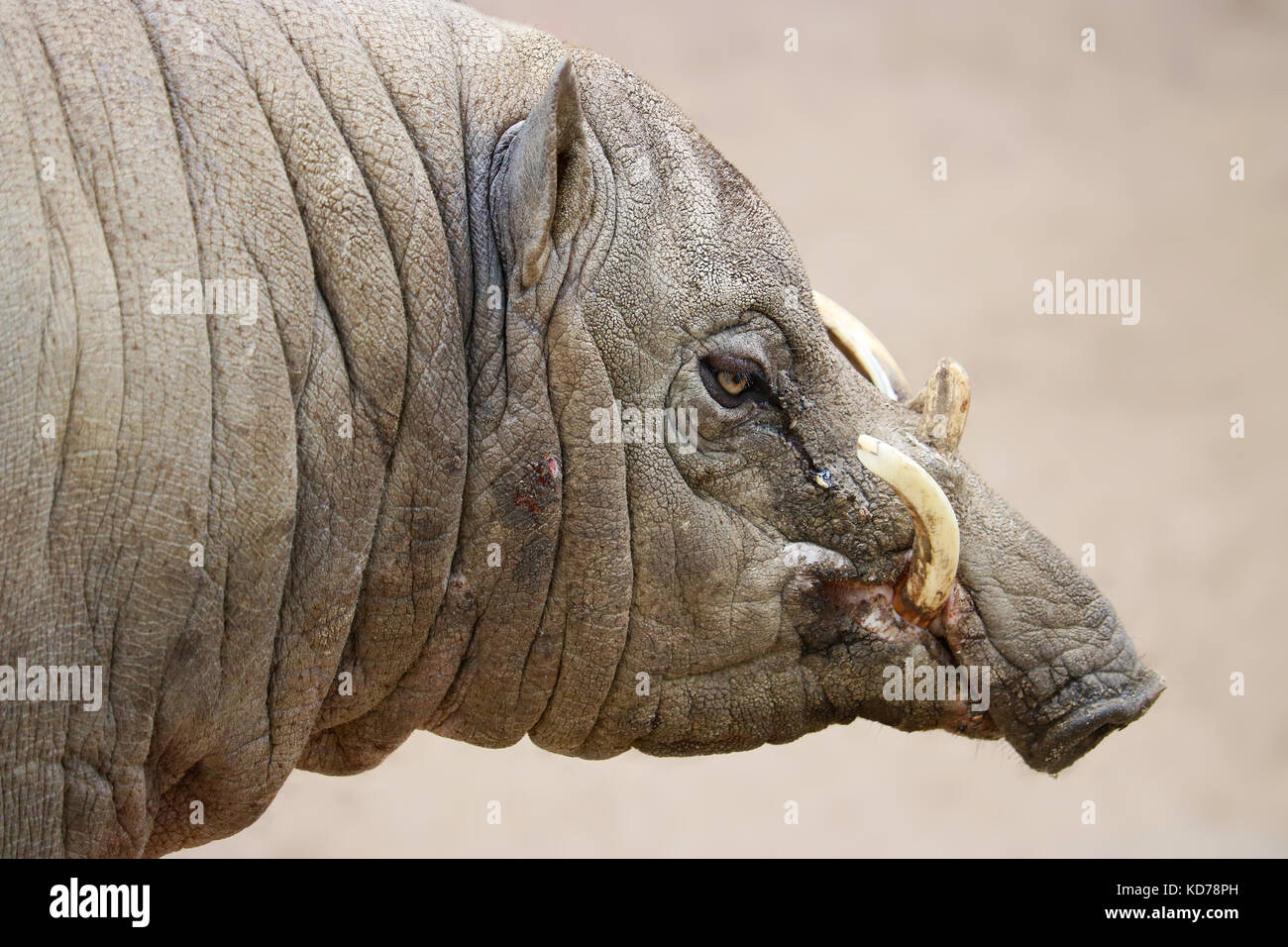 wrinkled head of a male babirusa pig boar with long curved canine tusks ...