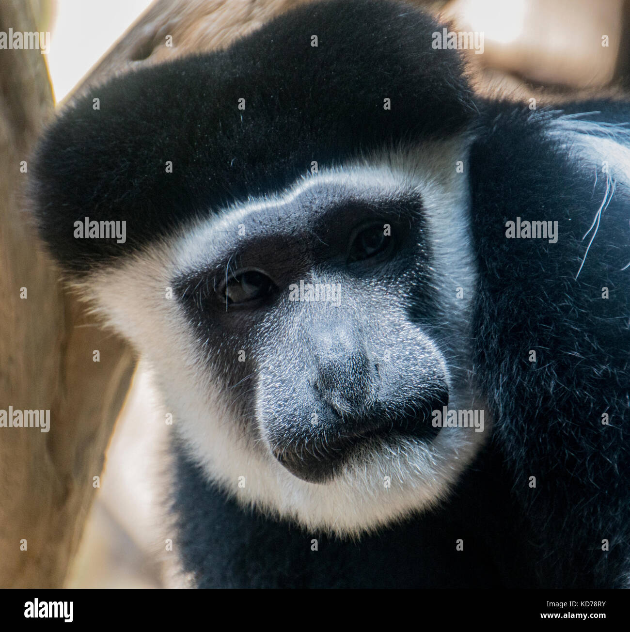 Cute black and white monkey hi-res stock photography and images - Alamy