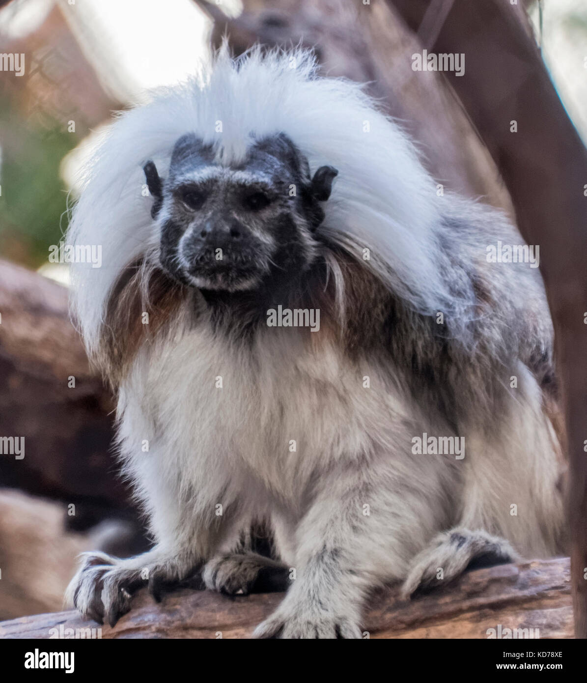 Observing people hi-res stock photography and images - Alamy