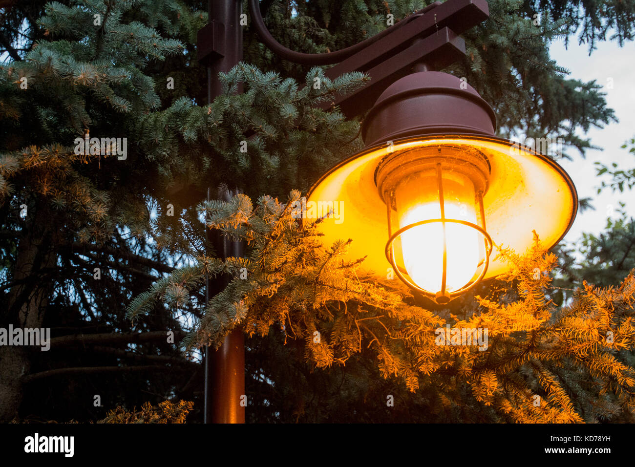 A lamp illuminates a pine tree at dusk in Edina, Minnesota Stock Photo ...