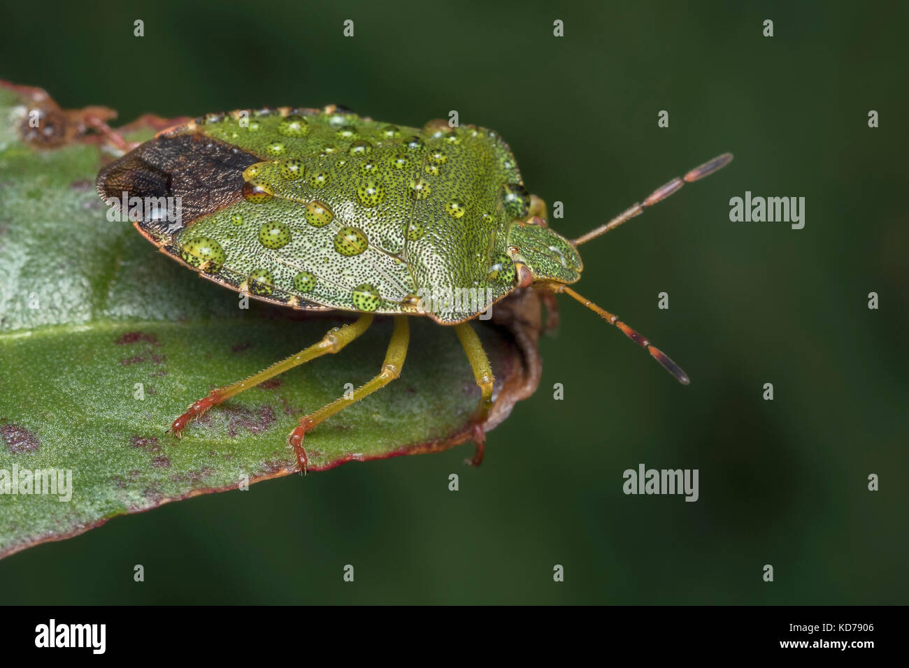 Common green shieldbug covered in raindrops hi-res stock photography and images - Alamy