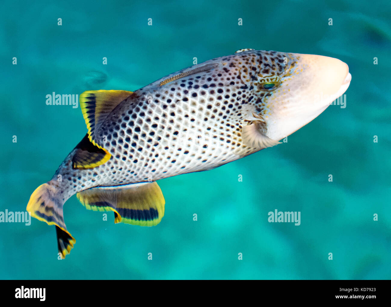 A tropical fish swimming in beautiful blue water Stock Photo - Alamy