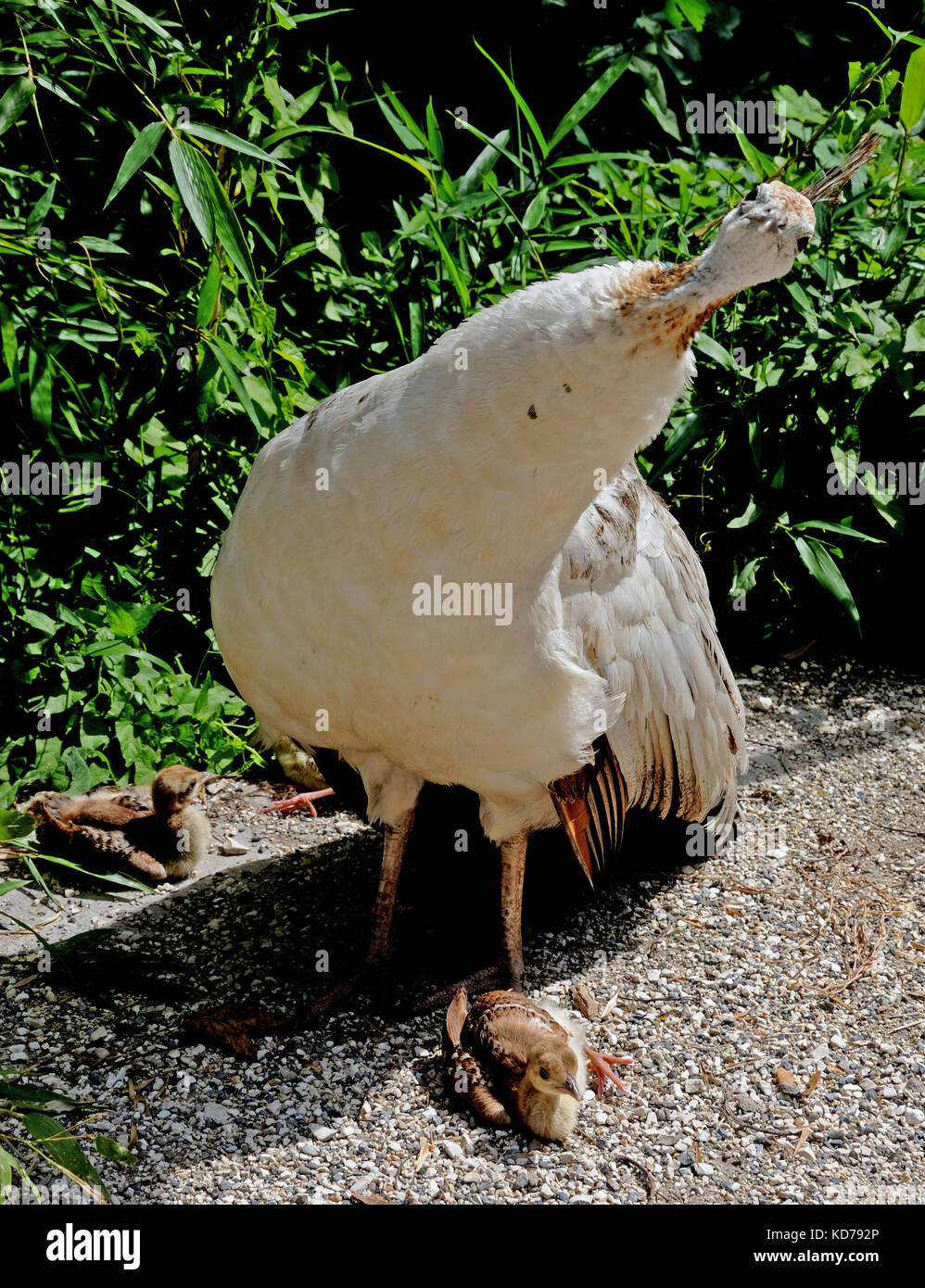 peahen with chicks Stock Photo - Alamy
