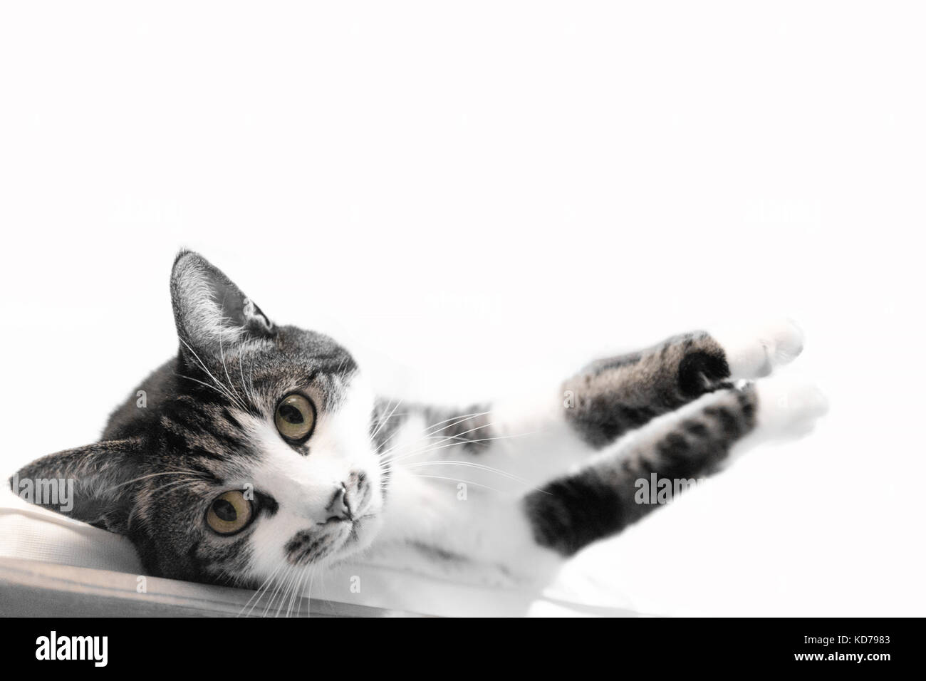 Cat laying down with paws stretched on an isolated white background ...